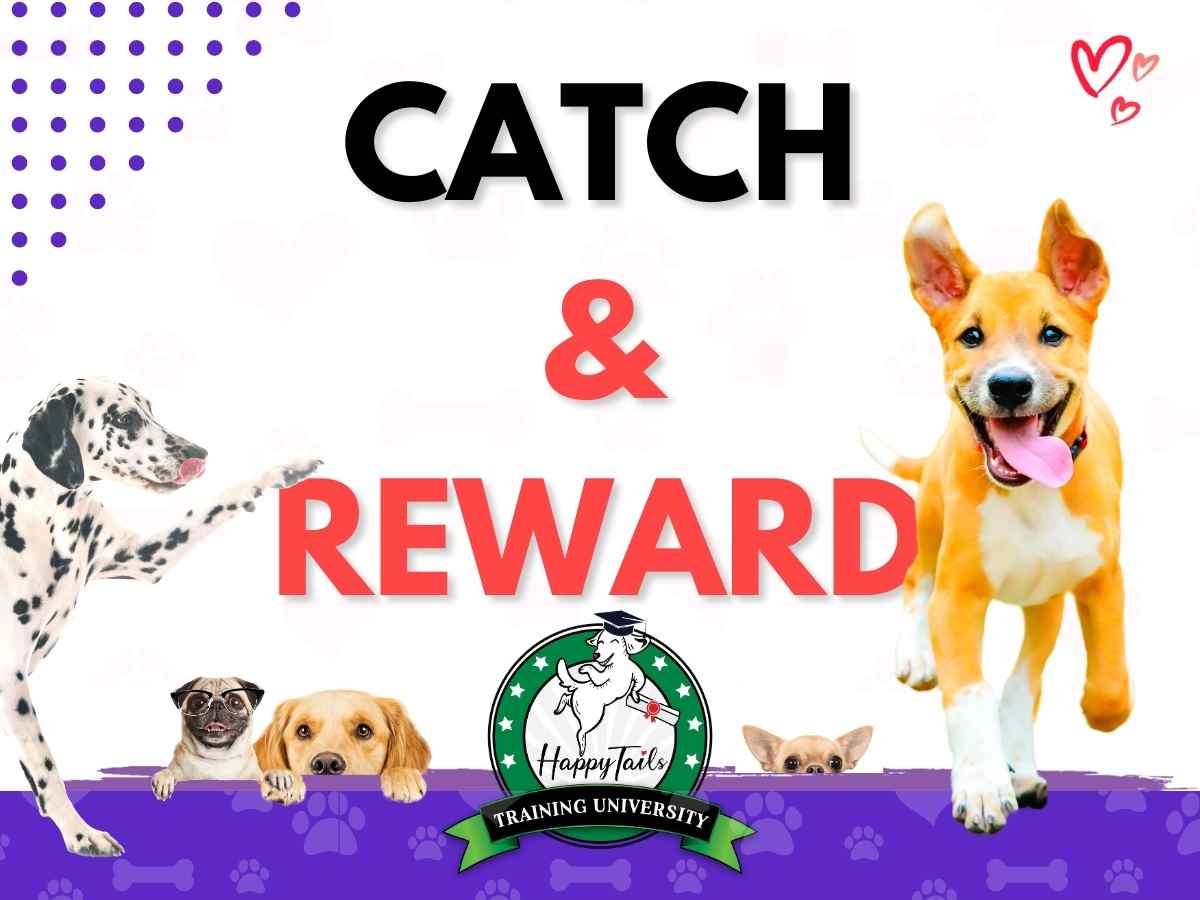 CATCH & REWARD – HappyTails Canine Wellness